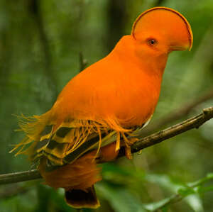 Coq-de-roche orange - Rupicola rupicola