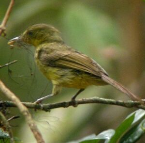 Icterine Greenbul - Phyllastrephus icterinus