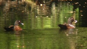 Hartlaub's Duck - Pteronetta hartlaubii