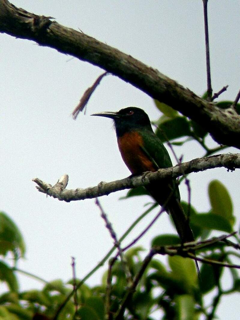 Black-headed Bee-eater - Merops breweri adult - gupa63103