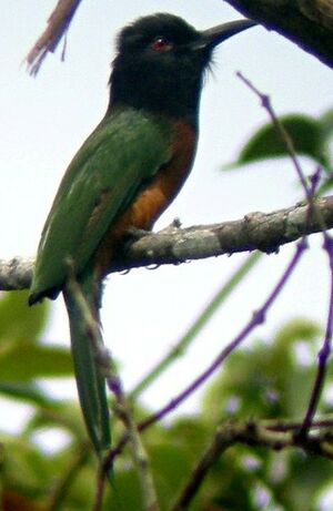 Black-headed Bee-eater - Merops breweri