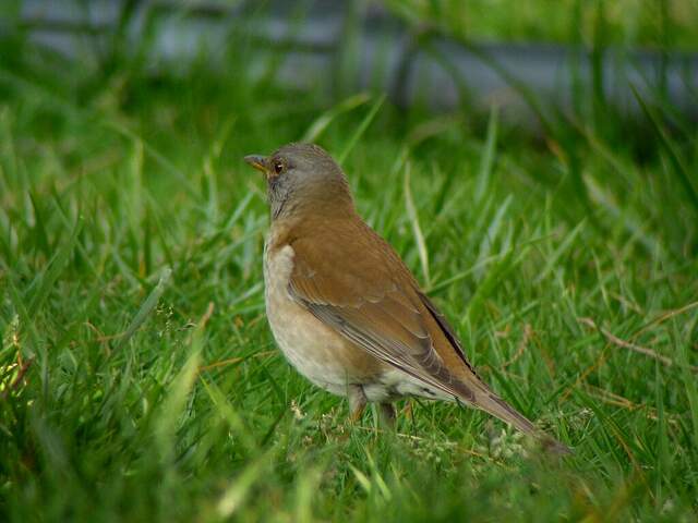 Merle pâle adulte internuptial - gupa159253