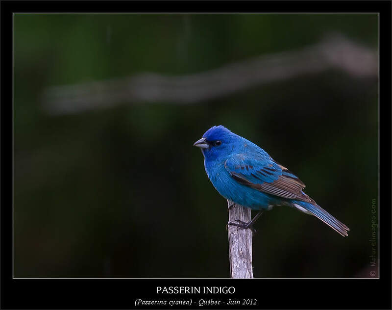 Indigo Bunting - Passerina cyanea male - gude121972