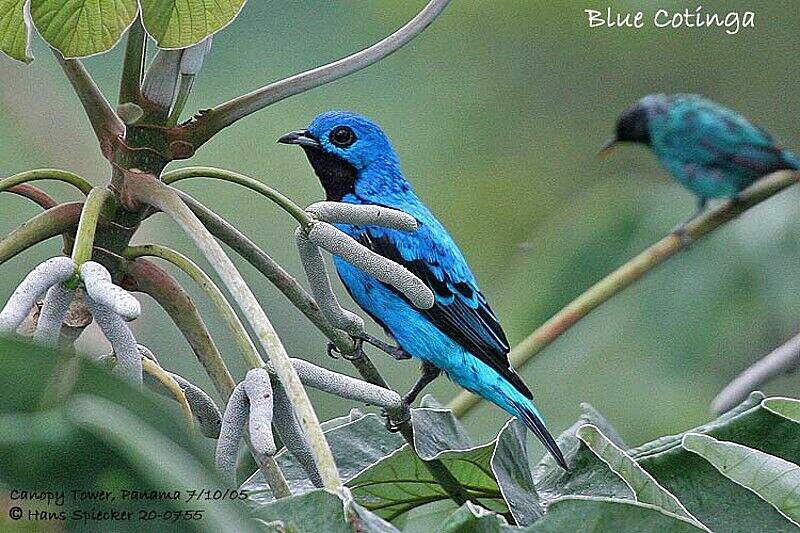 Blue Cotinga - Cotinga nattererii - hasp9613
