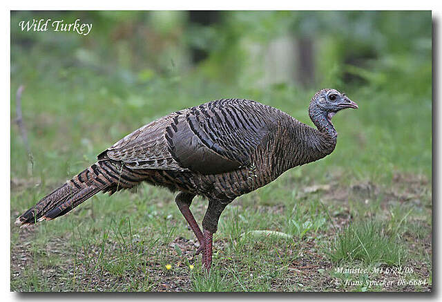 Dindon sauvage mâle immature - hasp57701