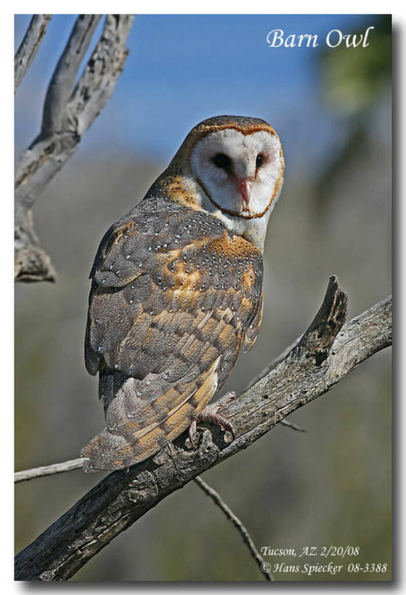 American Barn Owl - Tyto furcata adult - hasp47761