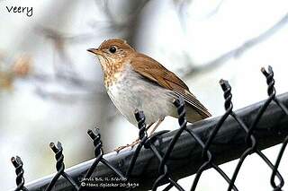 Grive fauve - hasp7242