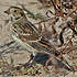 Lapland Longspur - Pictures, page 1