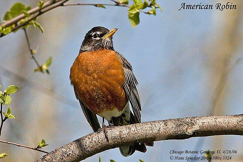 Merle d'Amérique mâle adulte nuptial - hasp18921