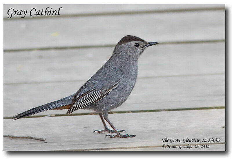 Moqueur chat adulte - hasp69307