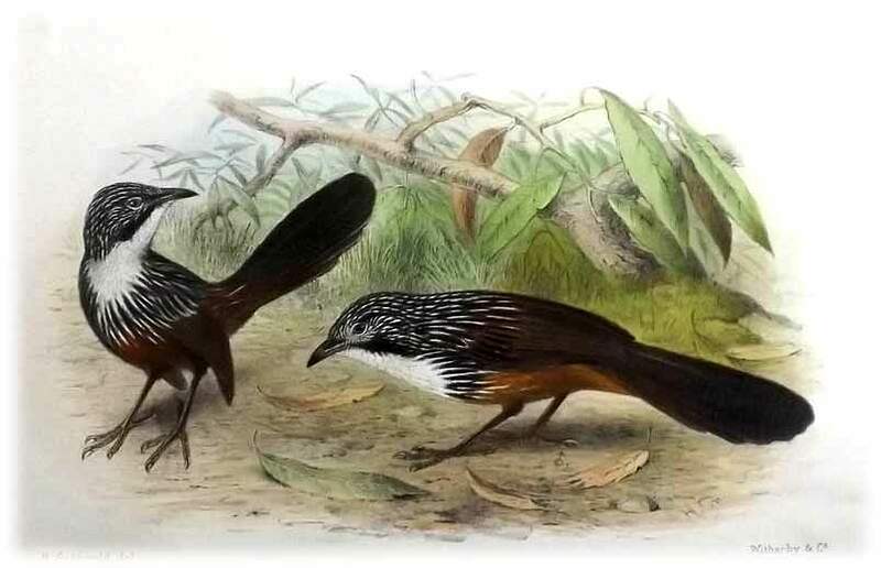 Amytis de Dorothy - hegr173212