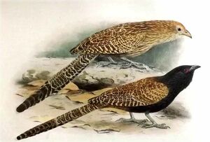 Coucal faisan - Centropus phasianinus