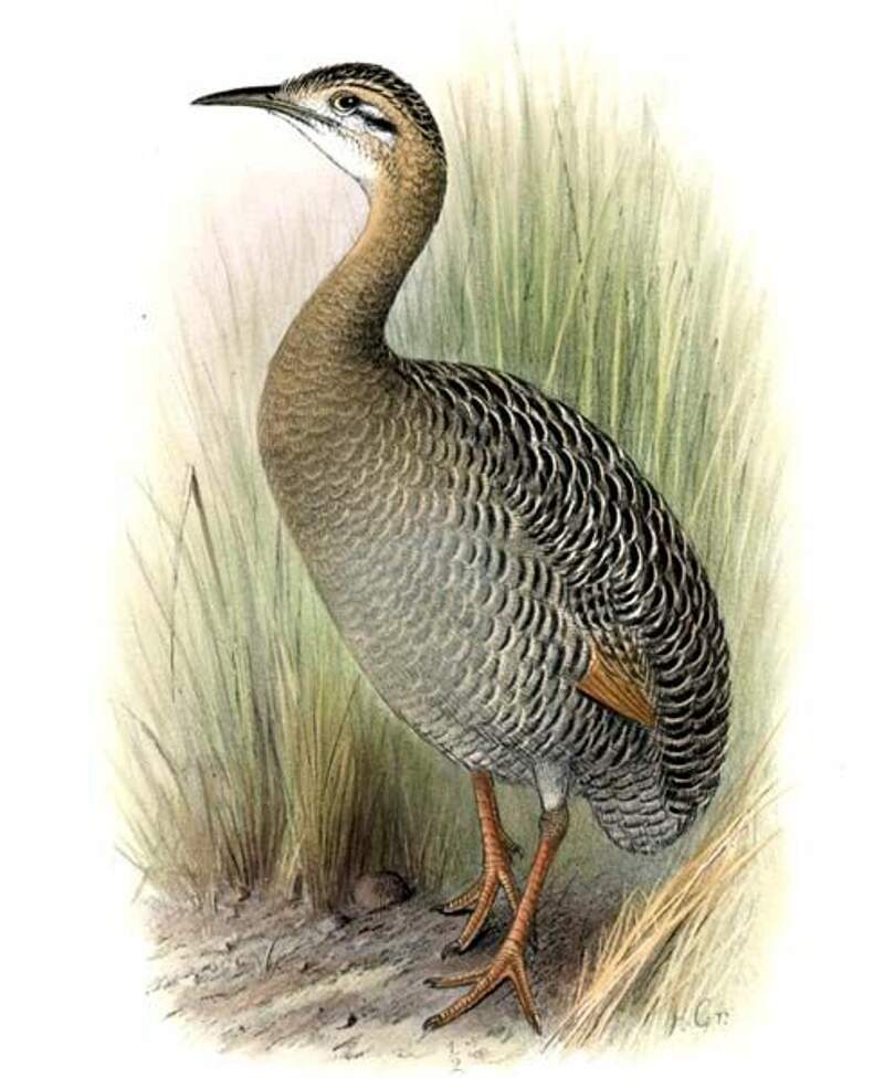 Great Tinamou - Tinamus major - hegr18232