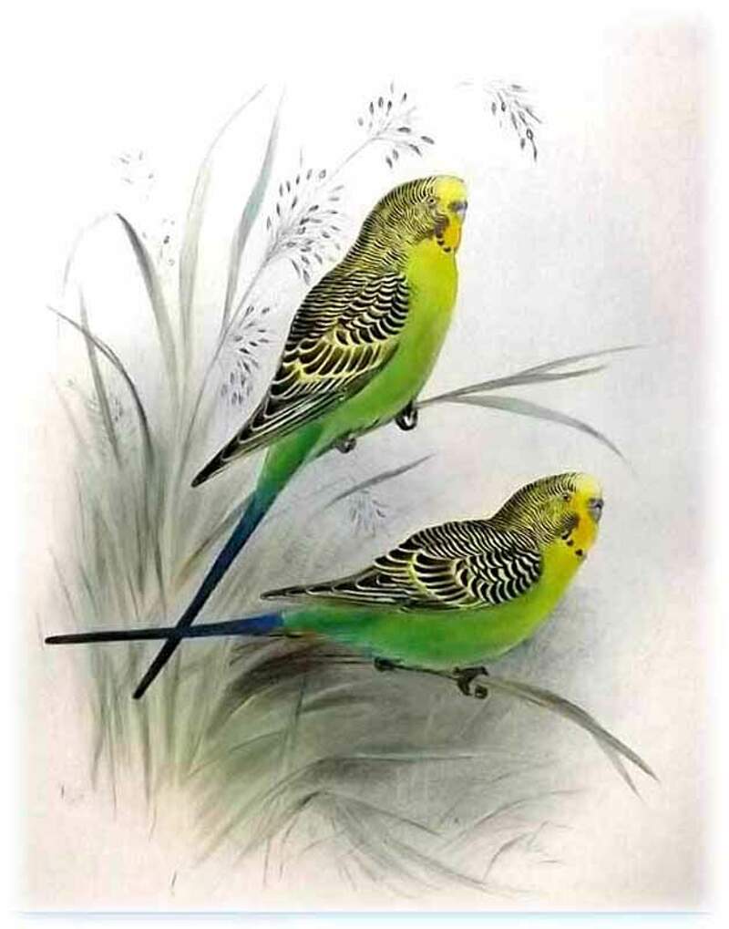 Perruche ondulée - hegr173622