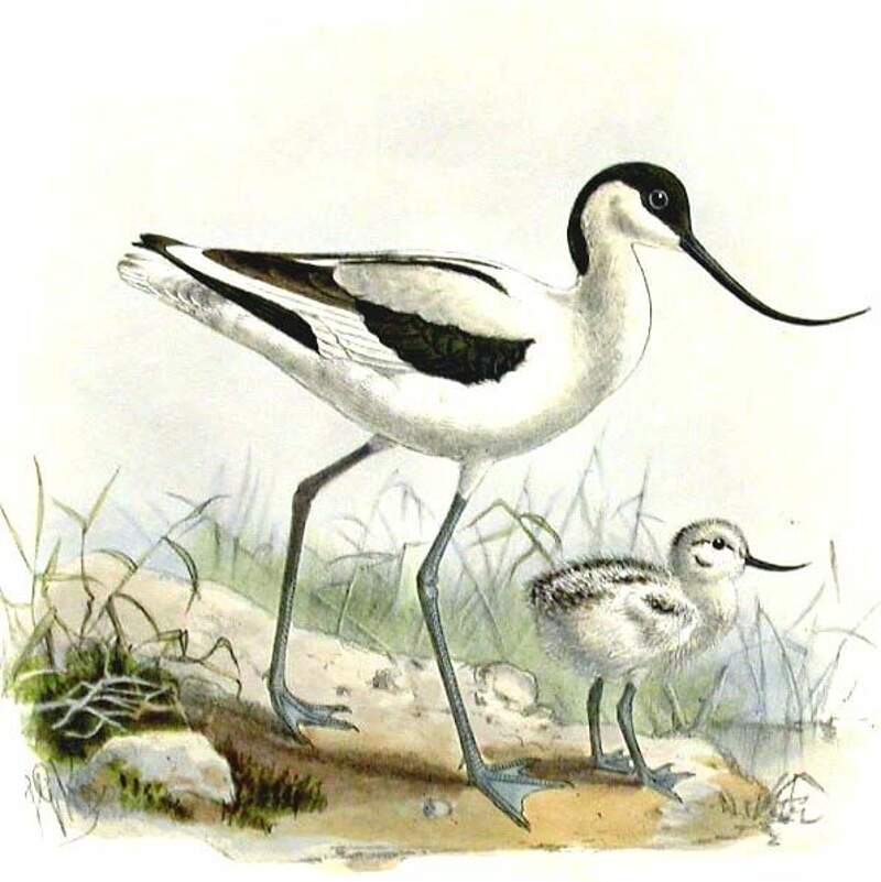 Avocette élégante - hedr17544