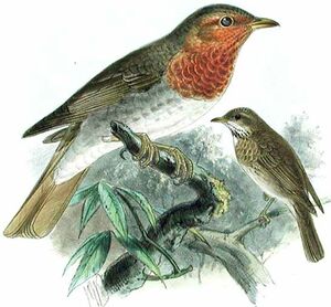 Red-throated Thrush - Turdus ruficollis