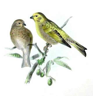 Serin syriaque - hedr22767