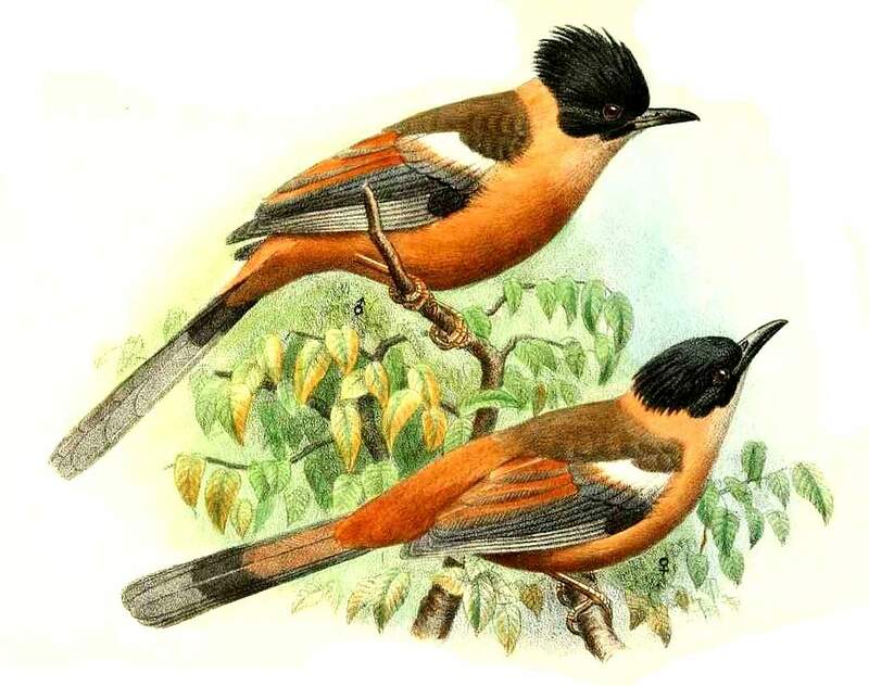 Rufous Sibia - Heterophasia capistrata - hego156990