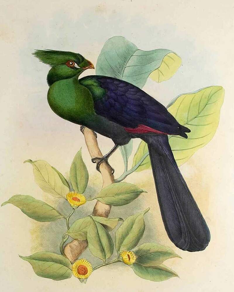 Guinea Turaco - Tauraco persa - hesc115752