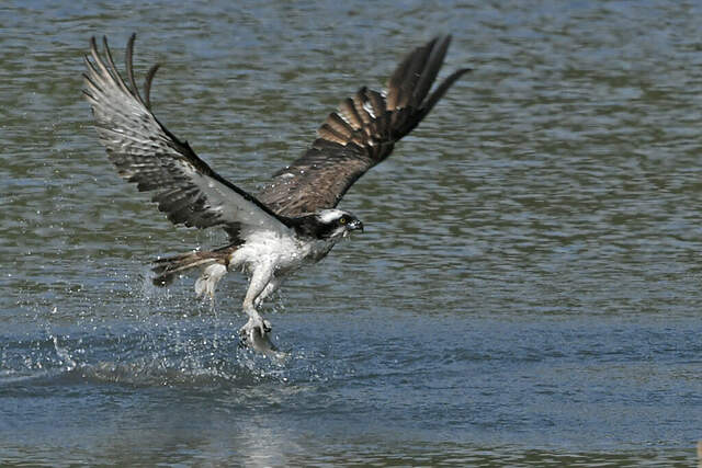 Balbuzard pêcheur - Pandion haliaetus - heen315542