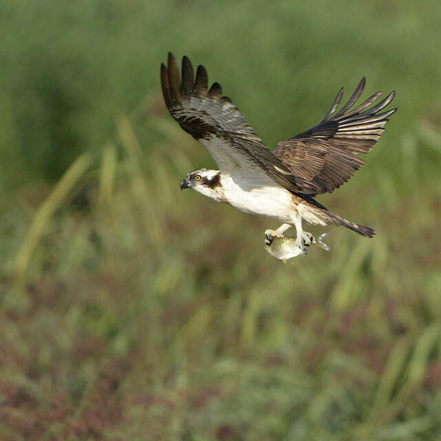 Balbuzard pêcheur - Pandion haliaetus - heen187304