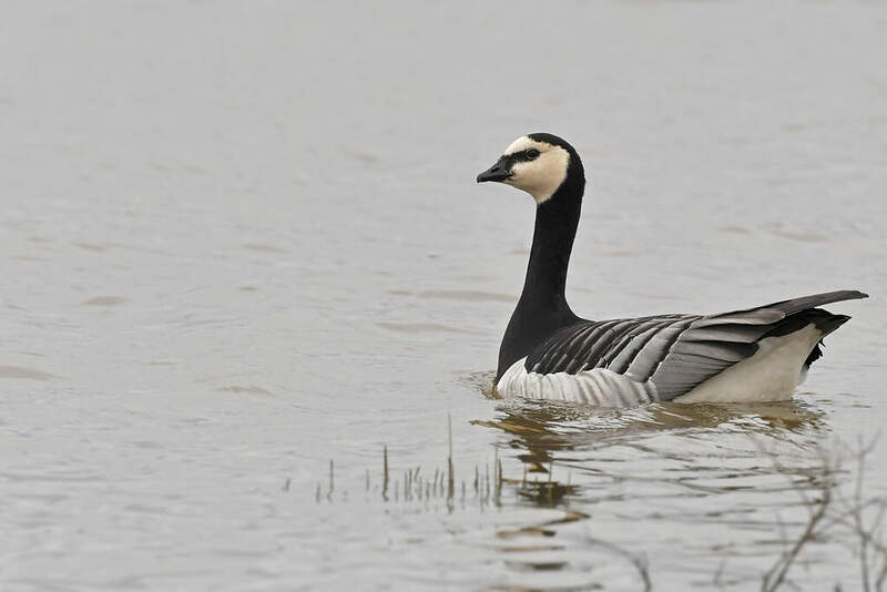 Bernache nonnette adulte - heen338929