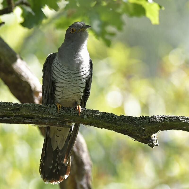 Coucou gris - Cuculus canorus - heen326178