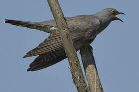 Coucou gris - Cuculus canorus