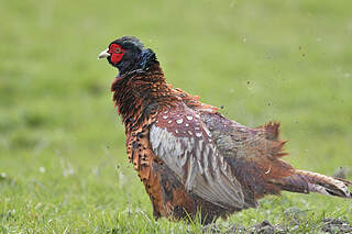 Faisan de Colchide - Phasianus colchicus - heen339042