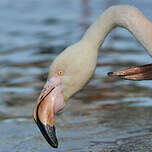 Flamant rose - Phoenicopterus roseus