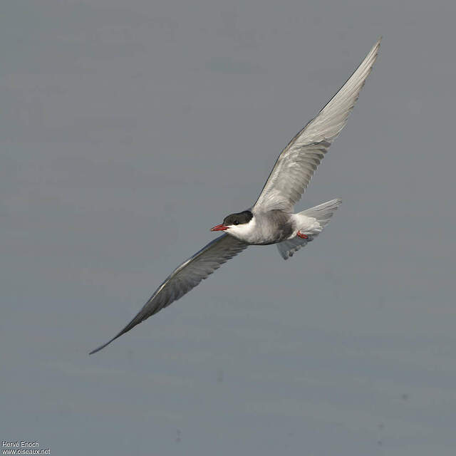 Guifette moustac adulte nuptial - heen224012