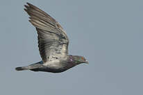 Pigeon biset - Columba livia