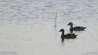 Anserelle de Coromandel adulte - hemi373637