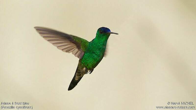 Indigo-capped Hummingbird - Saucerottia cyanifrons adult - hemi156754
