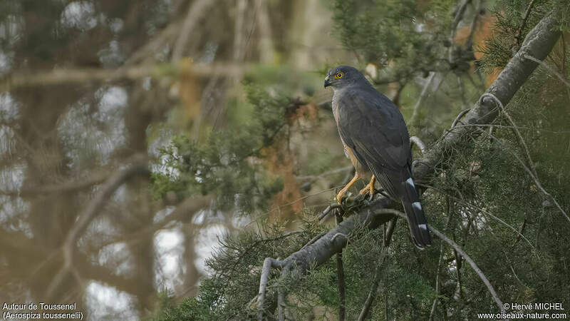 Red-chested Goshawk - Aerospiza toussenelii male adult - hemi172260