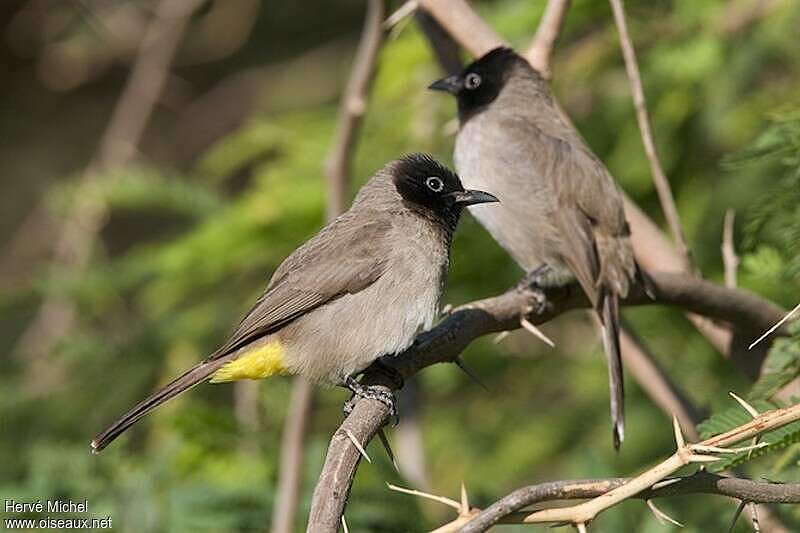 White-spectacled Bulbul - Pycnonotus xanthopygos adult - hemi63062