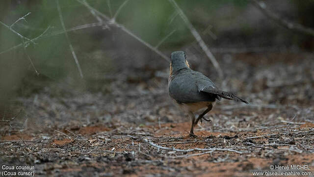 Coua coureur - hemi294182