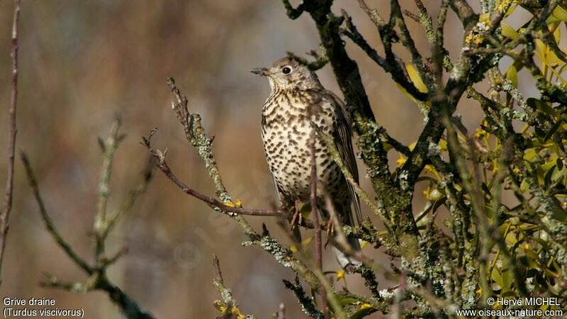 Grive draine adulte - hemi177058