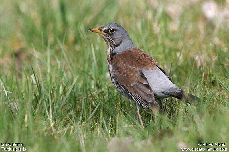 Grive litorne adulte nuptial - hemi49600