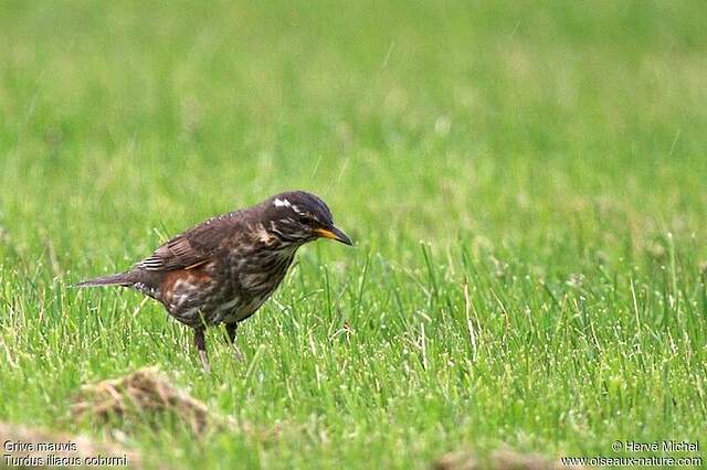 Grive mauvis - Turdus iliacus - hemi53448