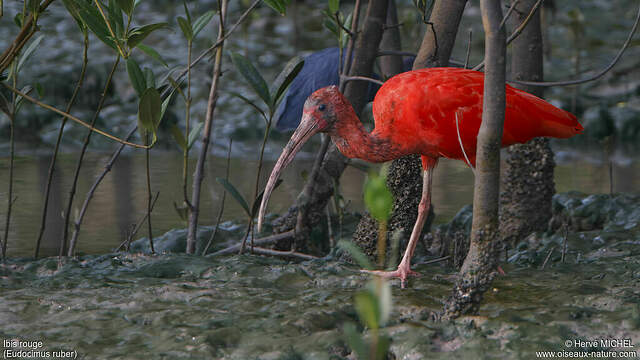 Ibis rouge adulte nuptial - hemi338882