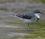Bergeronnette à longue queue - Motacilla clara