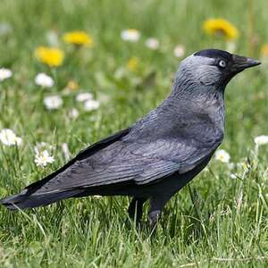 Choucas des tours - Coloeus monedula