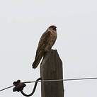 Faucon sacre - Falco cherrug