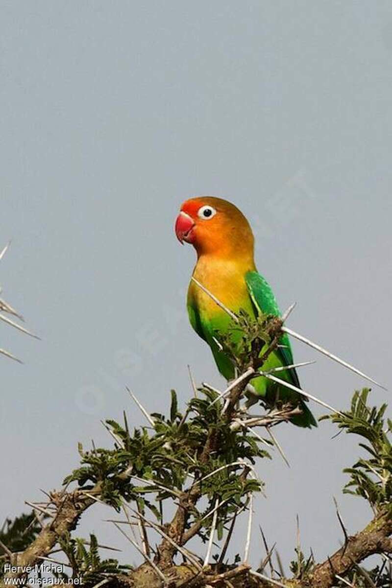 Inséparable de Fischer adulte - hemi115042