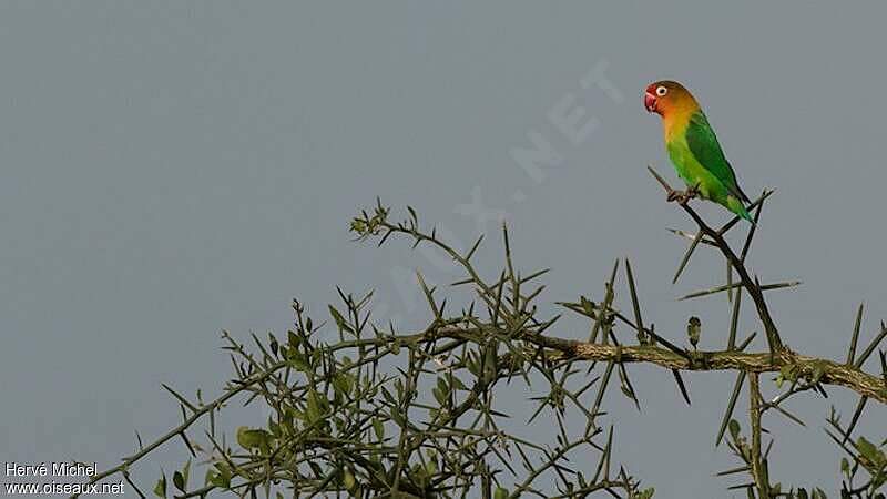 Inséparable de Fischer adulte, - hemi115043