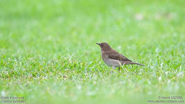 Merle à bec noir - hemi162013