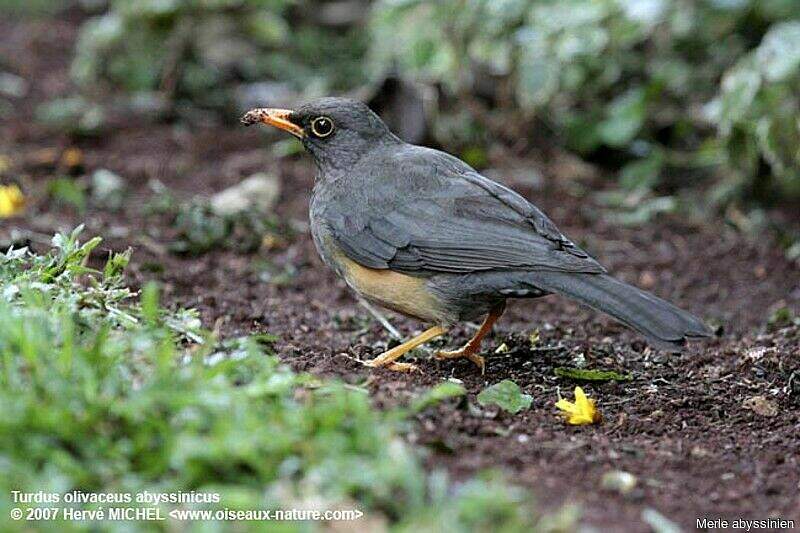 Abyssinian Thrush - Turdus abyssinicus adult - hemi41604
