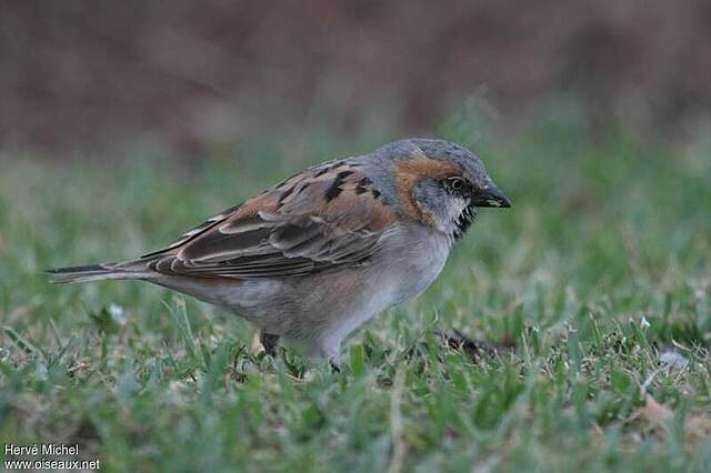 Moineau roux mâle adulte internuptial - hemi43748