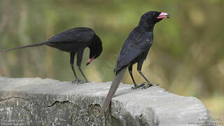 Piapiac africain 1ère année - hemi333144